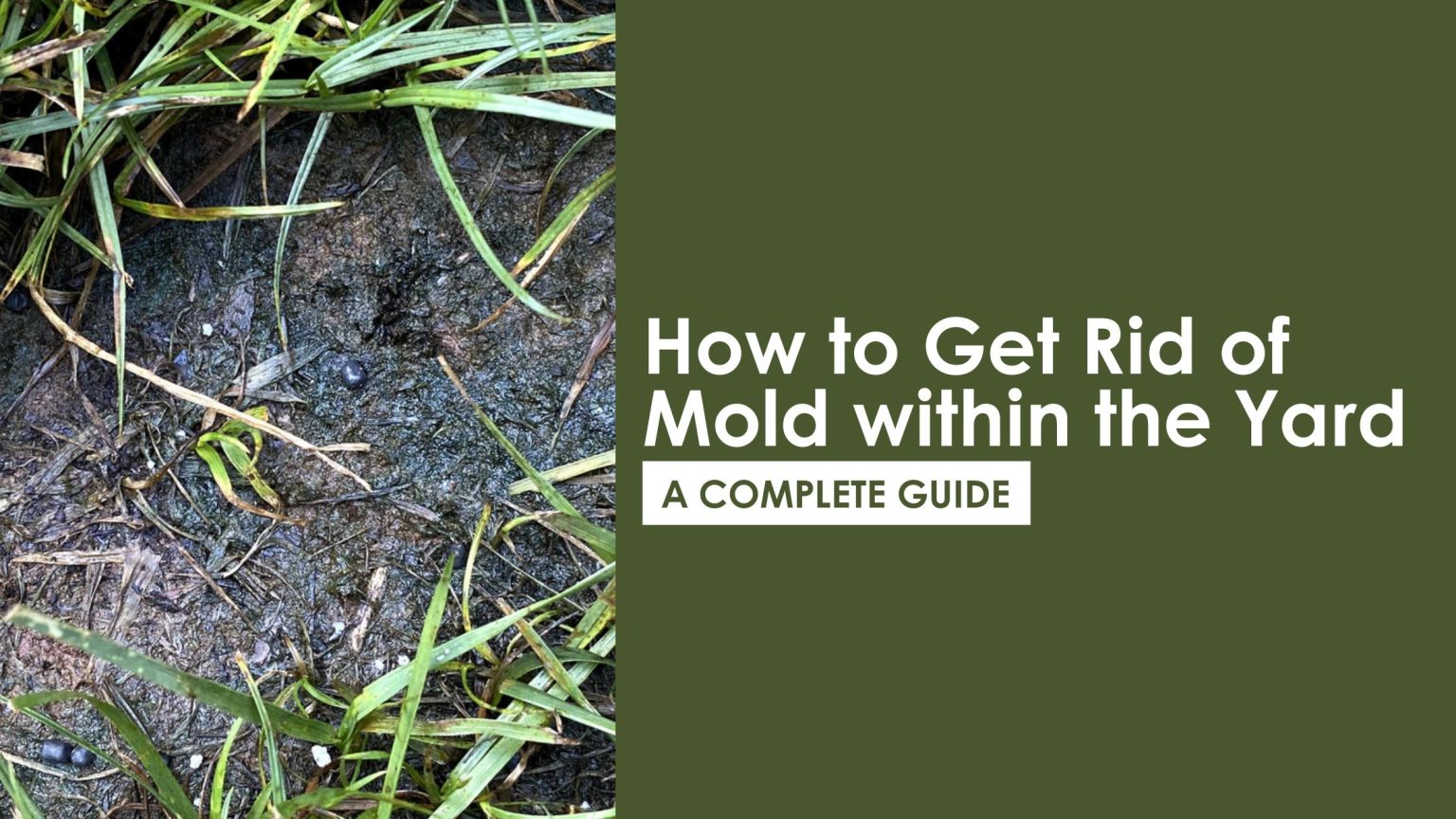 How to Get Rid of Mold within the Yard: A Complete Guide 2025