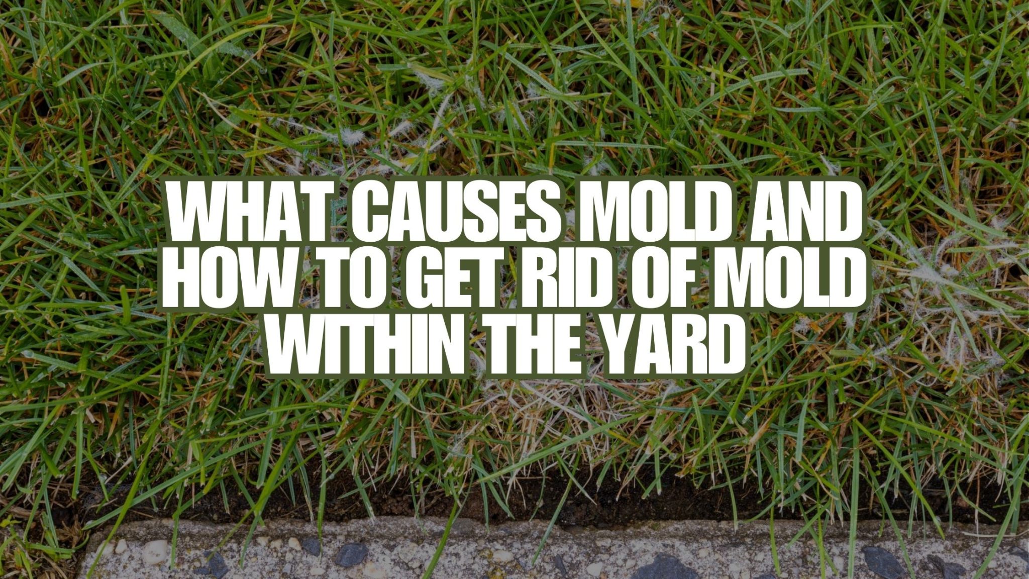 How to Get Rid of Mold within the Yard: A Complete Guide 2025