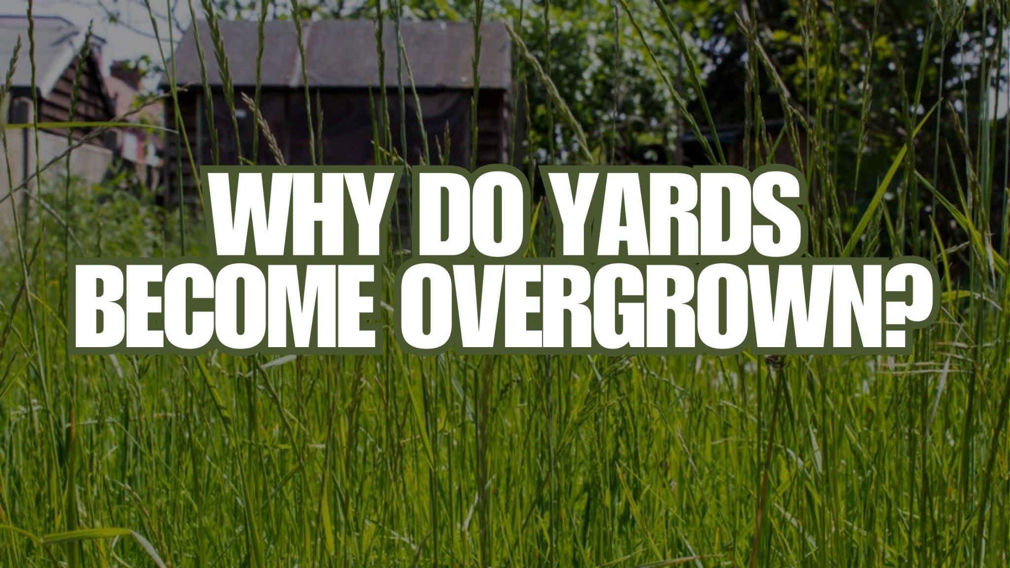 Overgrown Yard CleanUp Service 2025 | Best Guide