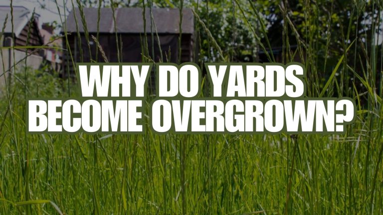 Overgrown Yard CleanUp Service 2025 | Best Guide